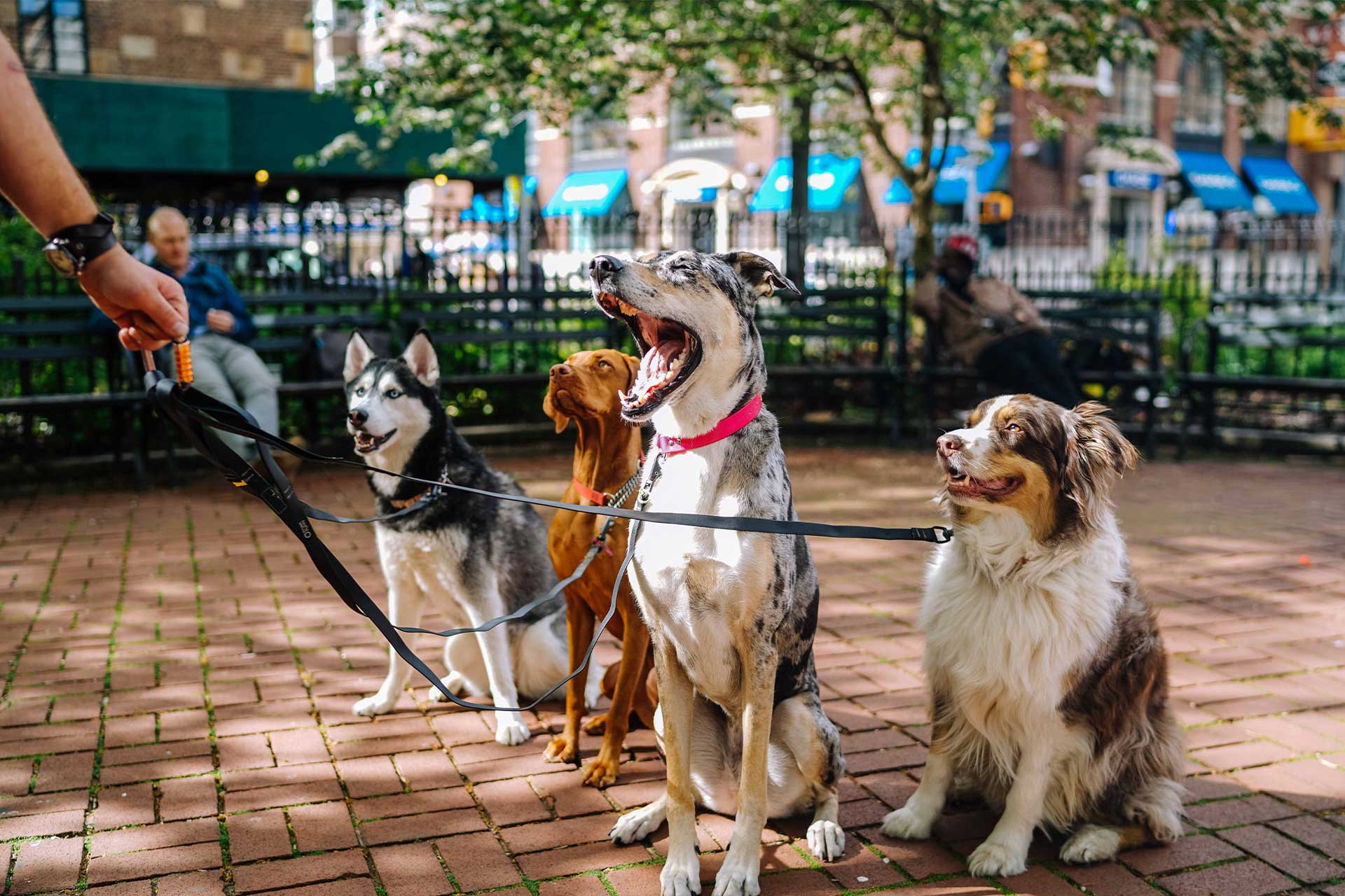 Building Community Across Canada – VetCare