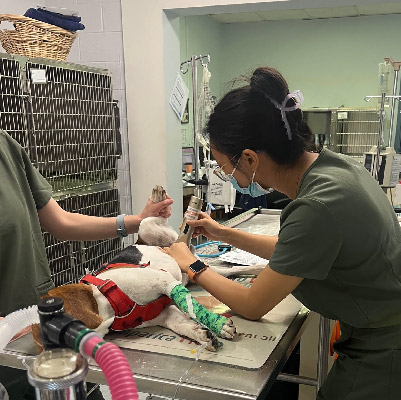 New DVM Graduates – VetCare Canada